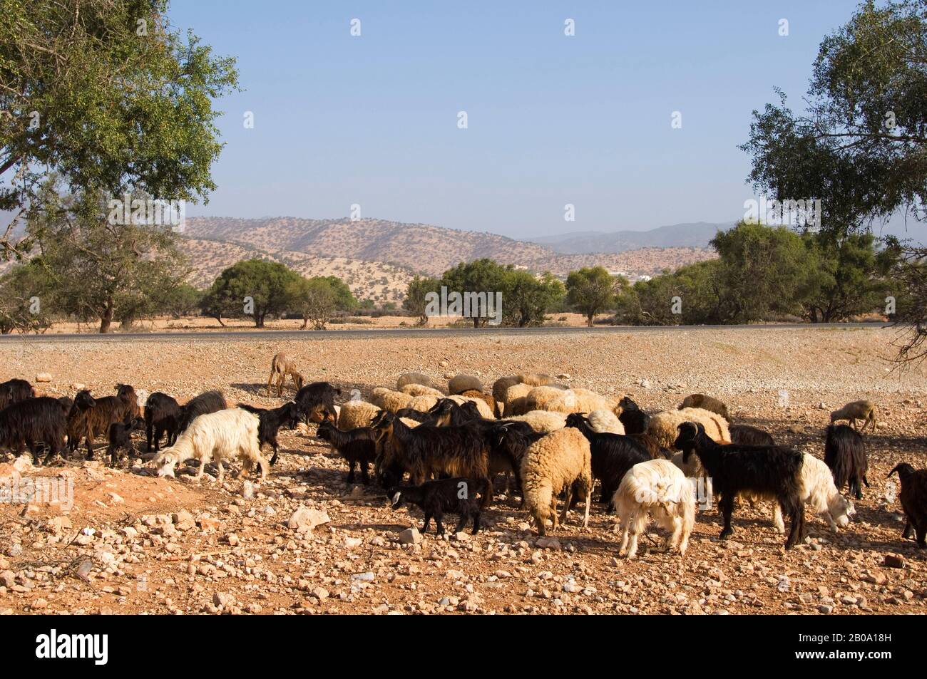 MOROCCO, NEAR AGADIR, GOATS AND ARGAN TREES Stock Photo - Alamy