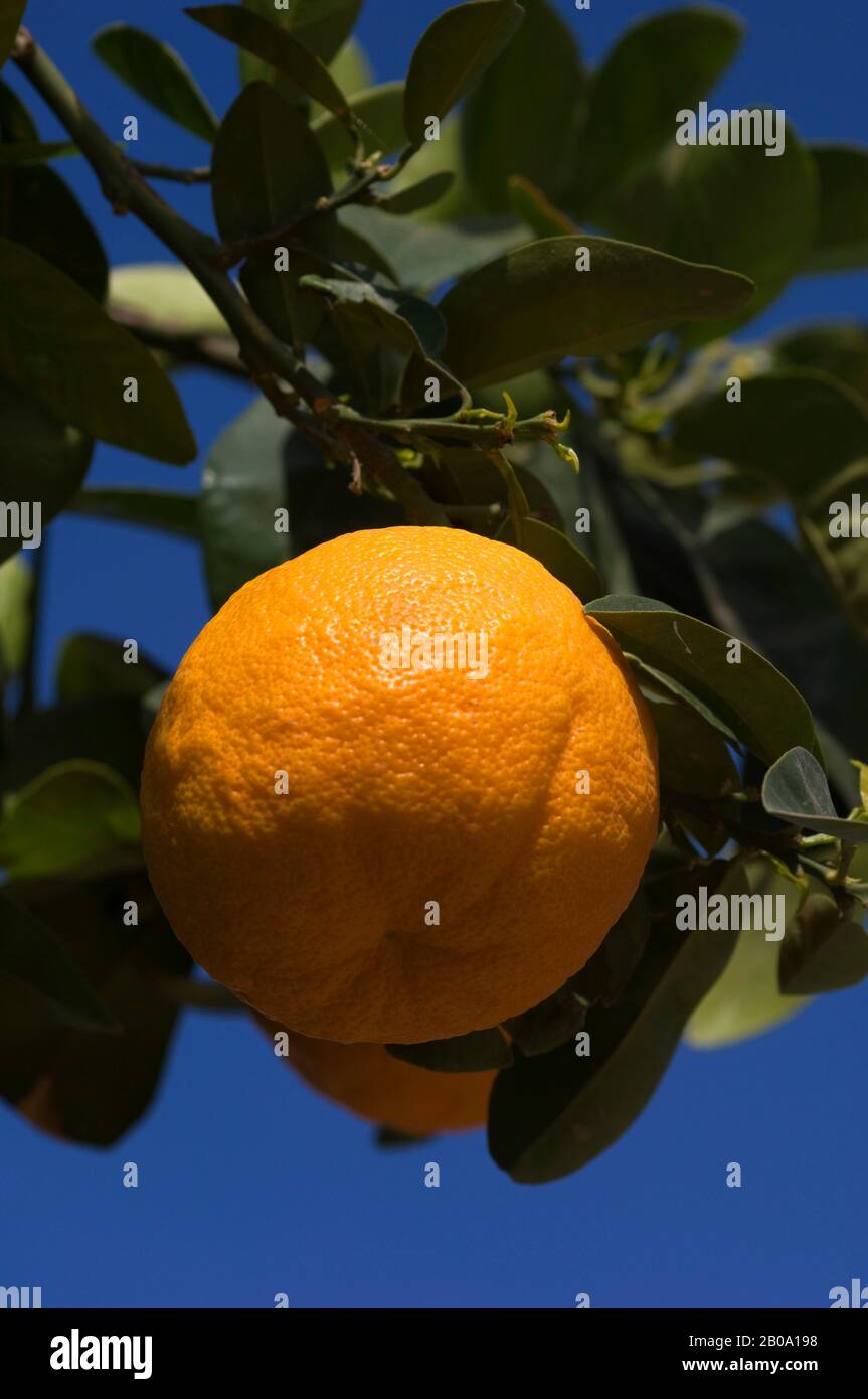 Africa orange citrus hi-res stock photography and images - Alamy