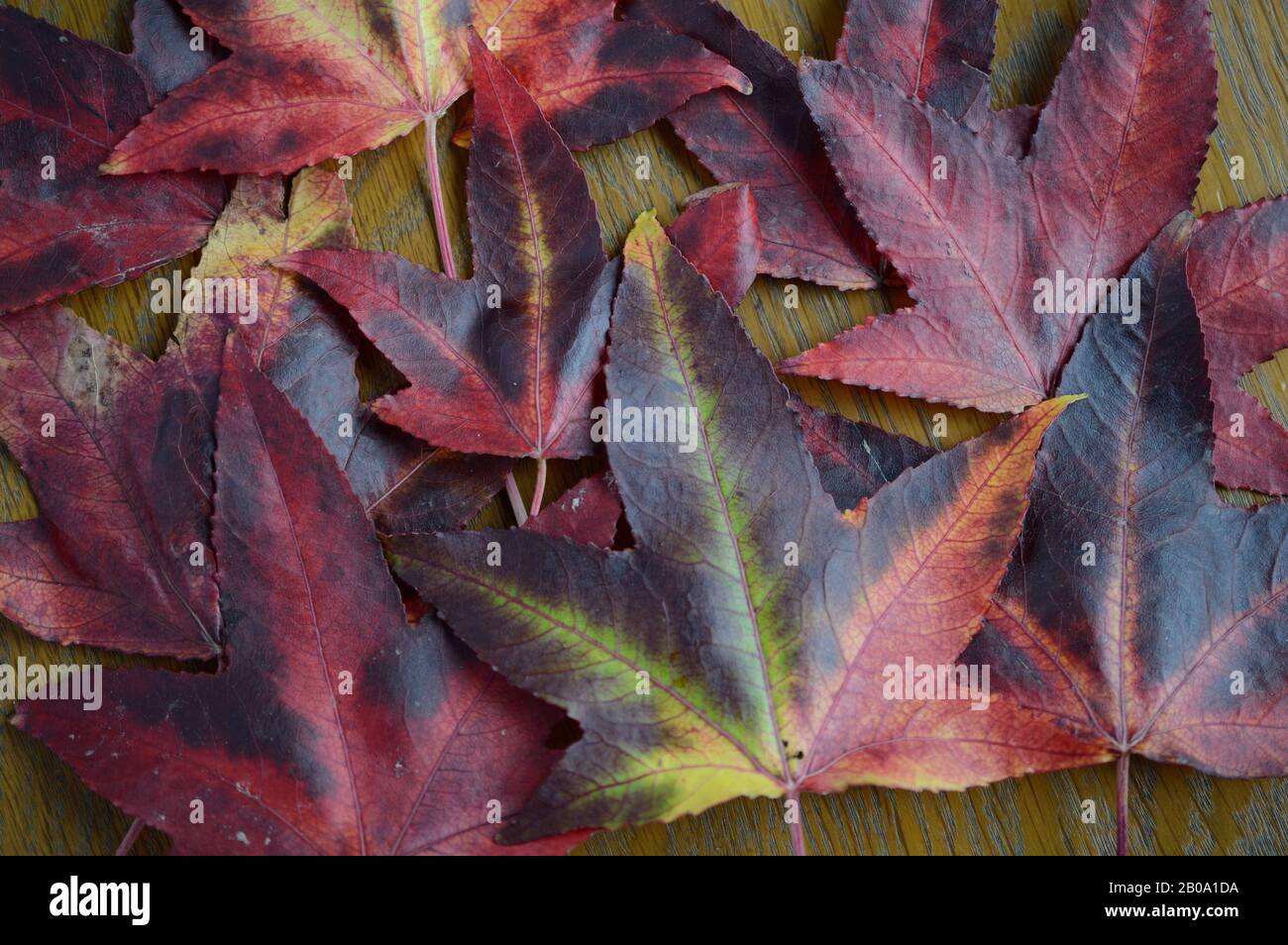 Colourful Autumn Leaves of the Downy Japanese Maple. Or Acer japonicum ...