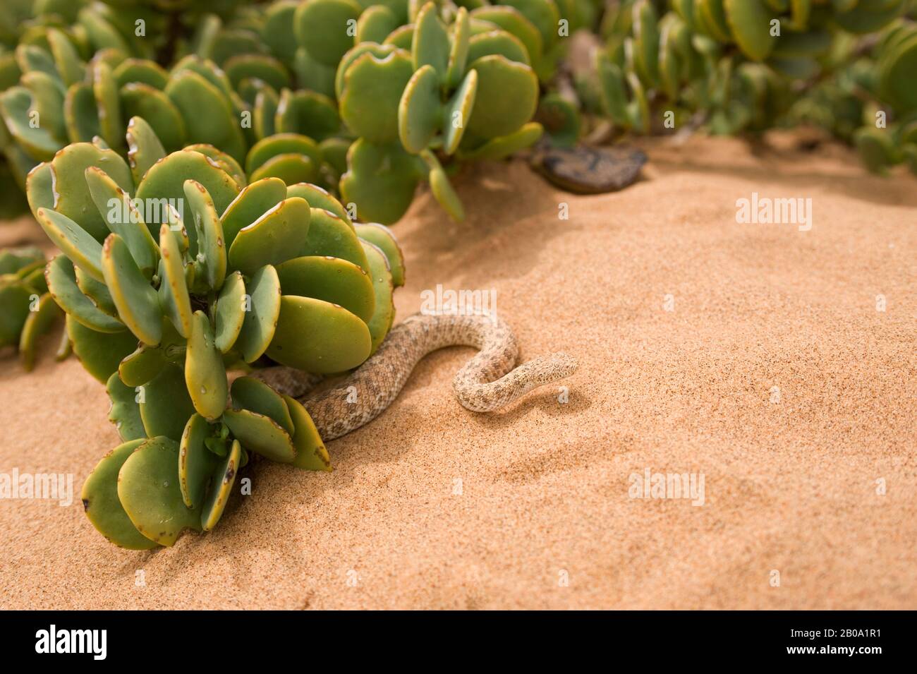 NAMIBIA, NEAR SWAKOPMUND, NAMIB DESERT, SIDEWINDER SNAKE Stock Photo ...