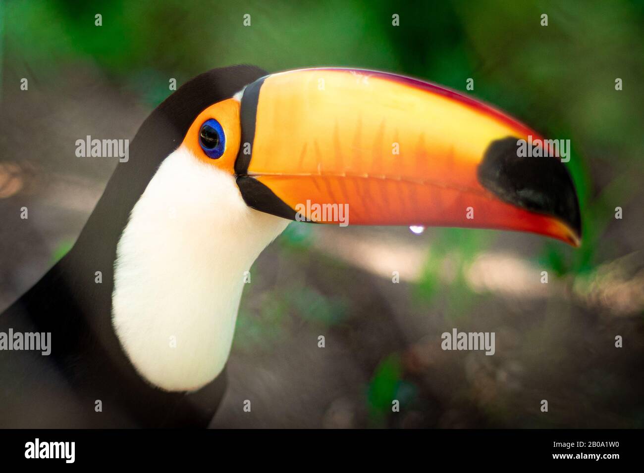 Beautiful toucan portrait Stock Photo - Alamy