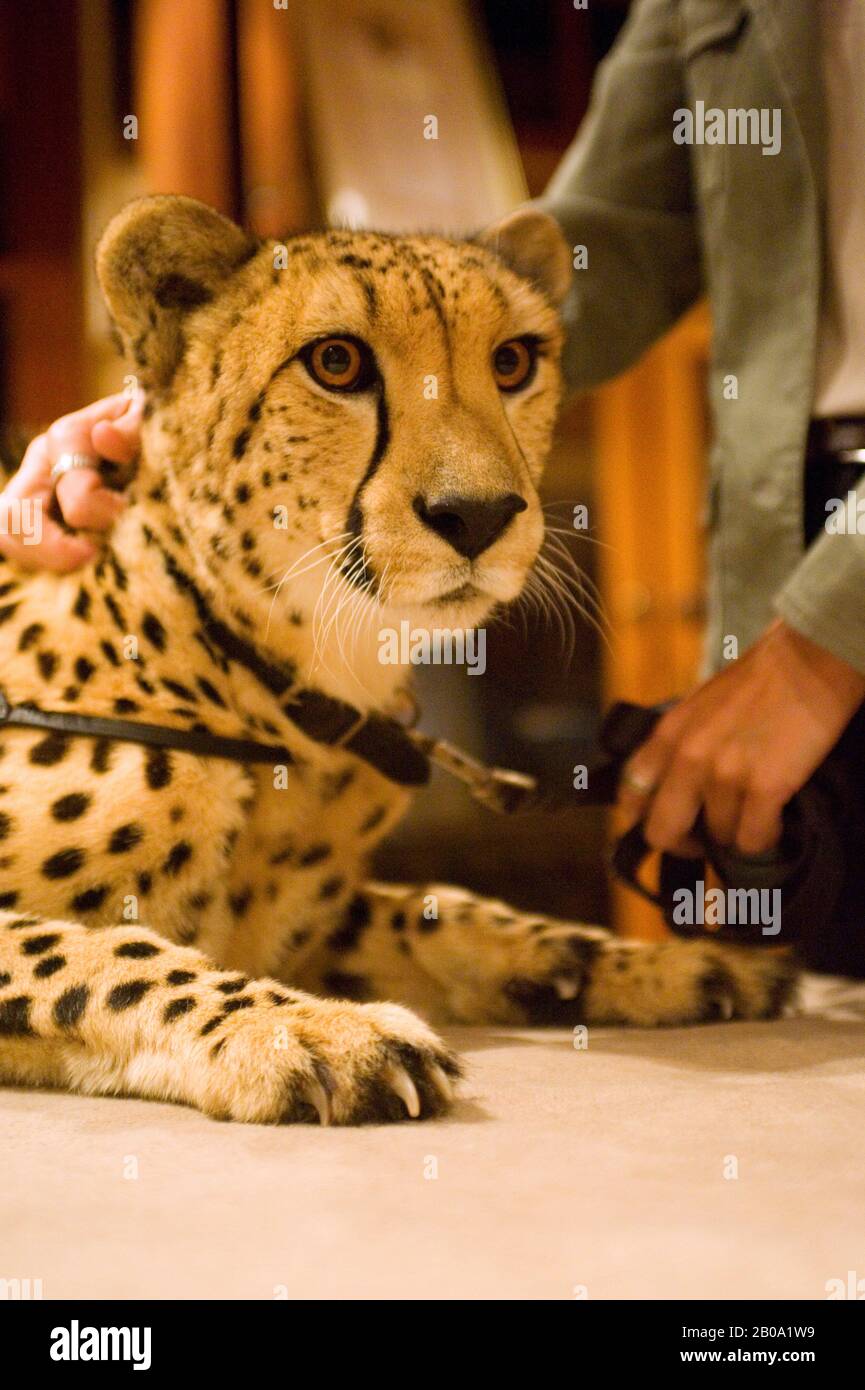 Cheetah education hi-res stock photography and images - Alamy
