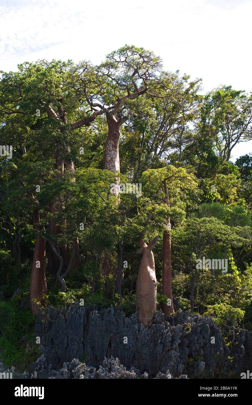 MADAGASCAR, NEAR ANJAJAVY, TSINGY LIMESTONE ROCK FORMATIONS, BAOBAB ...