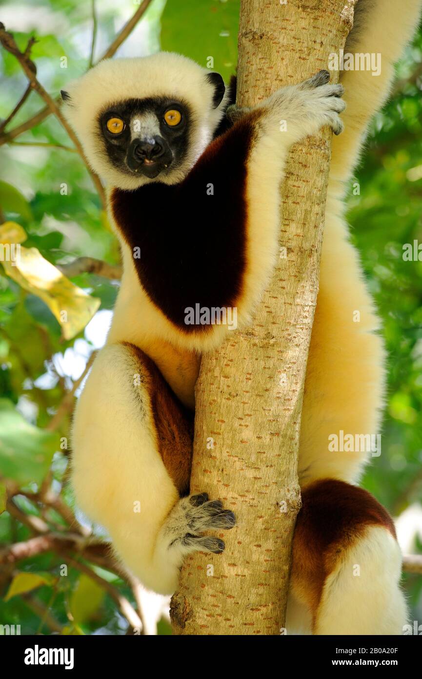 Propithecus hi-res stock photography and images - Alamy