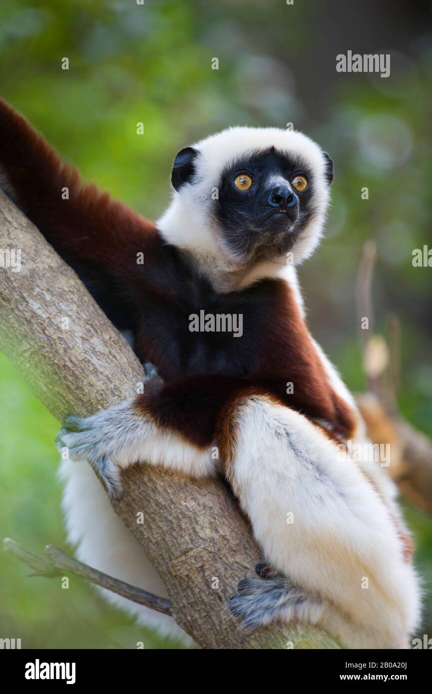 Sifaka anjajavy madagascar hi-res stock photography and images - Alamy