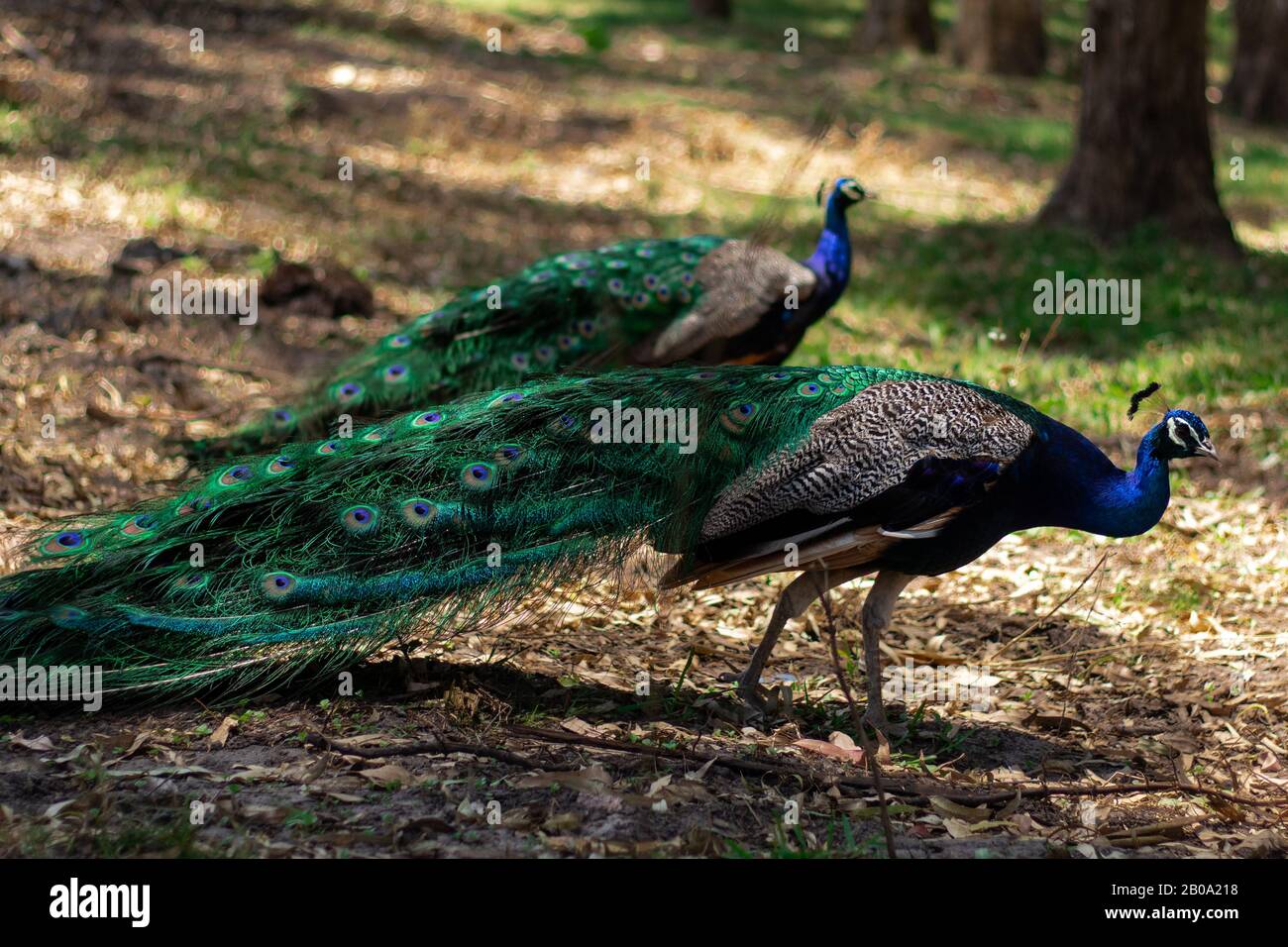 Two peacocks walking Stock Photo - Alamy