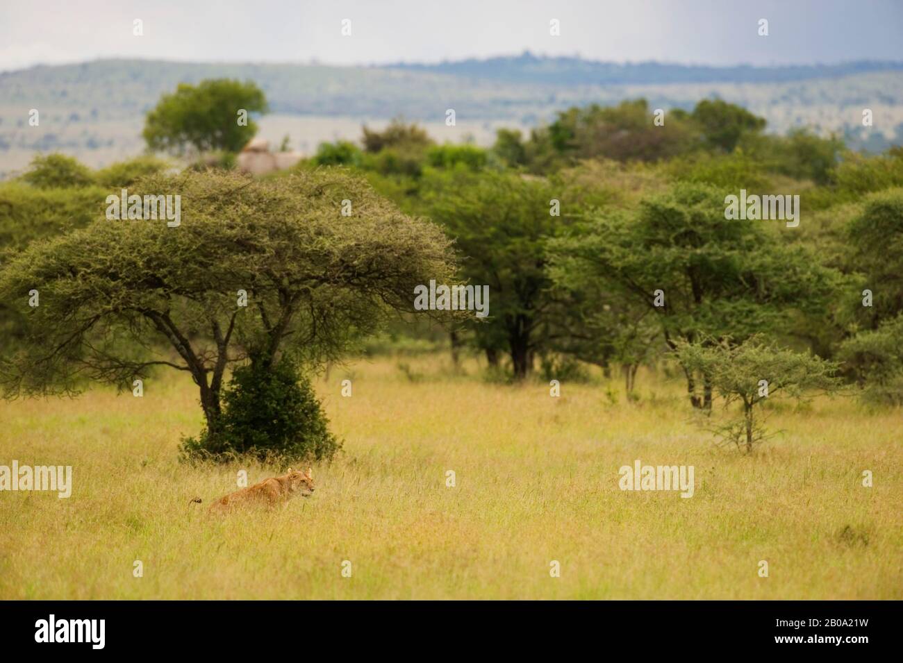 TANZANIA, SERENGETI NATIONAL PARK, LIONESS IN HIGH GRASS HUNTING Stock Photo - Alamy