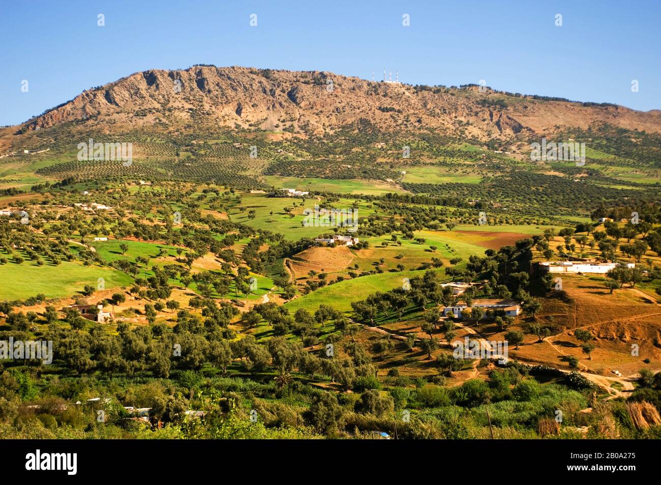 MOROCCO, FEZ, VIEW OF FIELDS WITH OLIVE TREES Stock Photo - Alamy