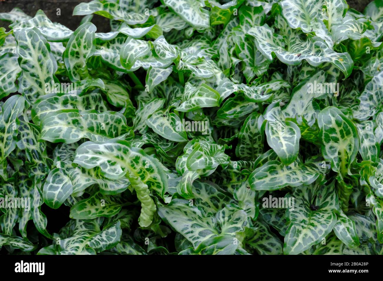Arum leaves hi-res stock photography and images - Alamy