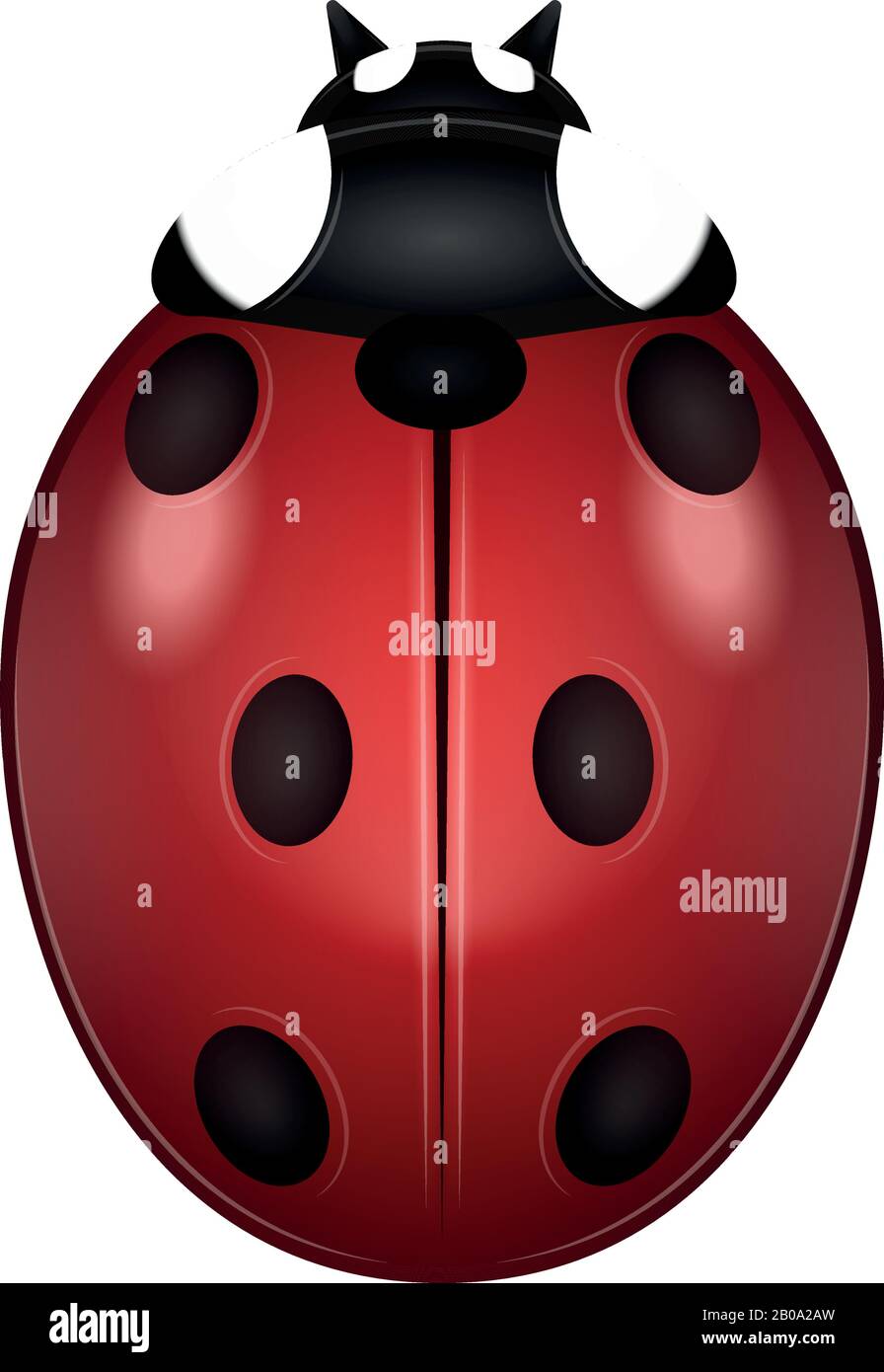 Isolated red ladybug image Stock Vector Image & Art - Alamy