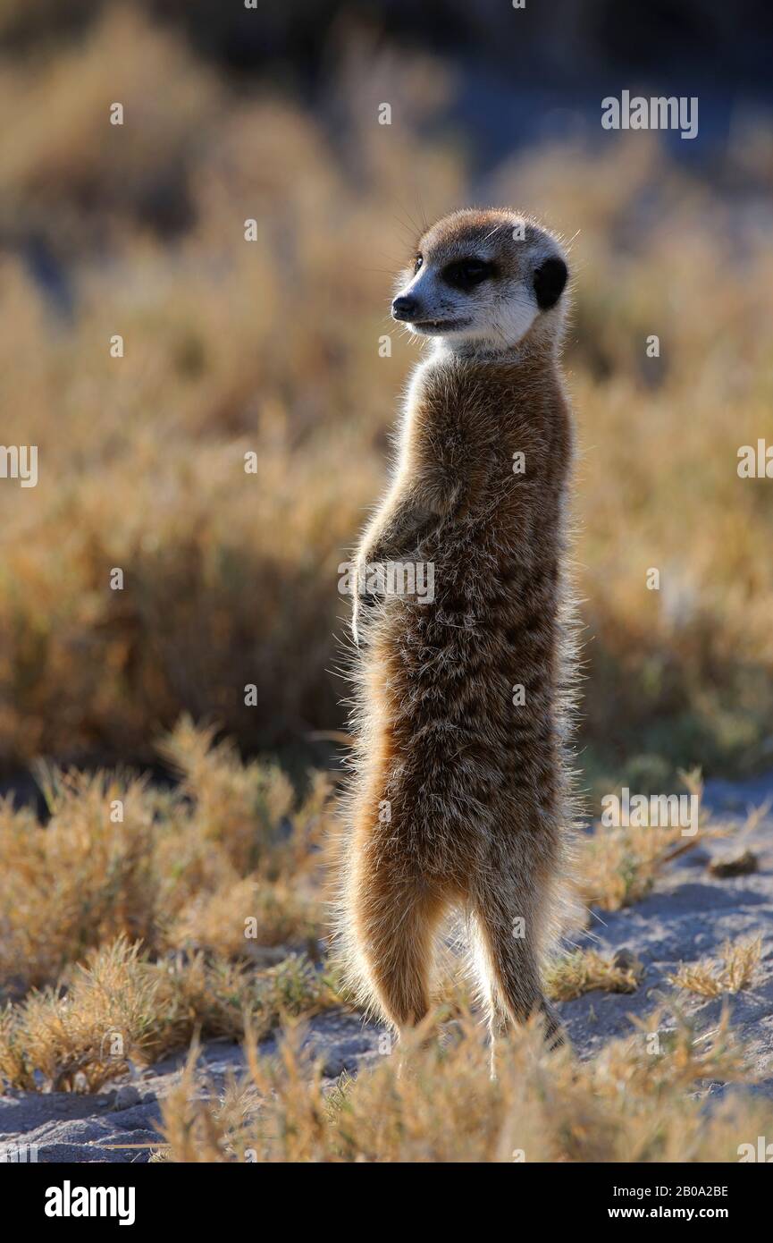 BOTSWANA, KALAHARI DESERT, MEERKAT WARMING UP IN MORNING SUNSHINE Stock ...