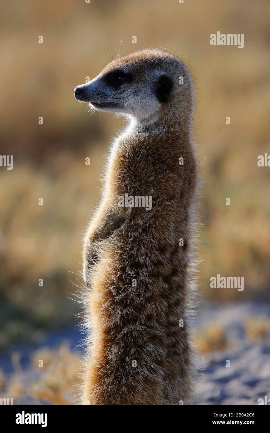 BOTSWANA, KALAHARI DESERT, MEERKAT WARMING UP IN MORNING SUNSHINE Stock ...
