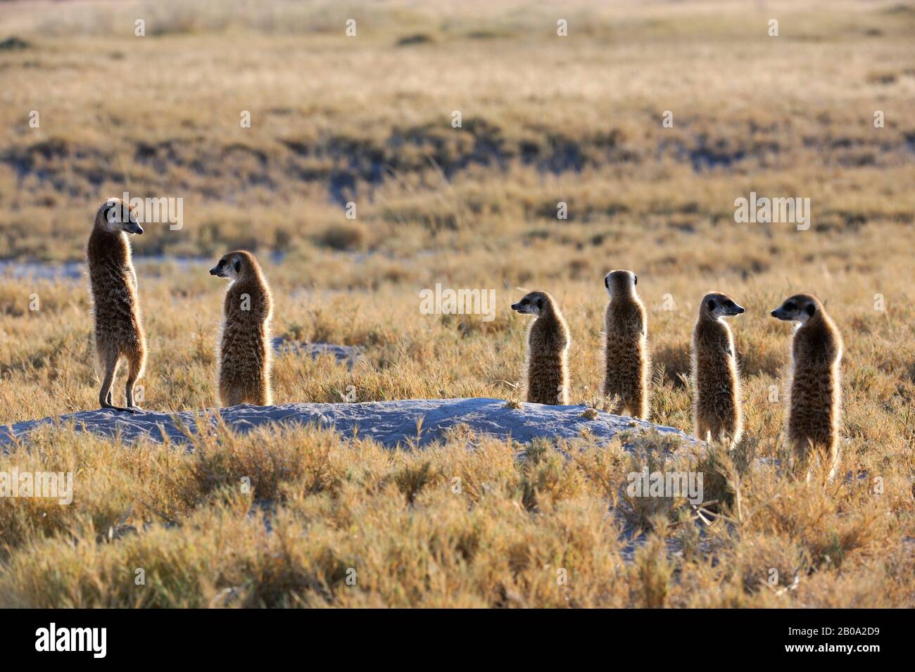 BOTSWANA, KALAHARI DESERT, GROUP OF MEERKAT WARMING UP IN MORNING ...