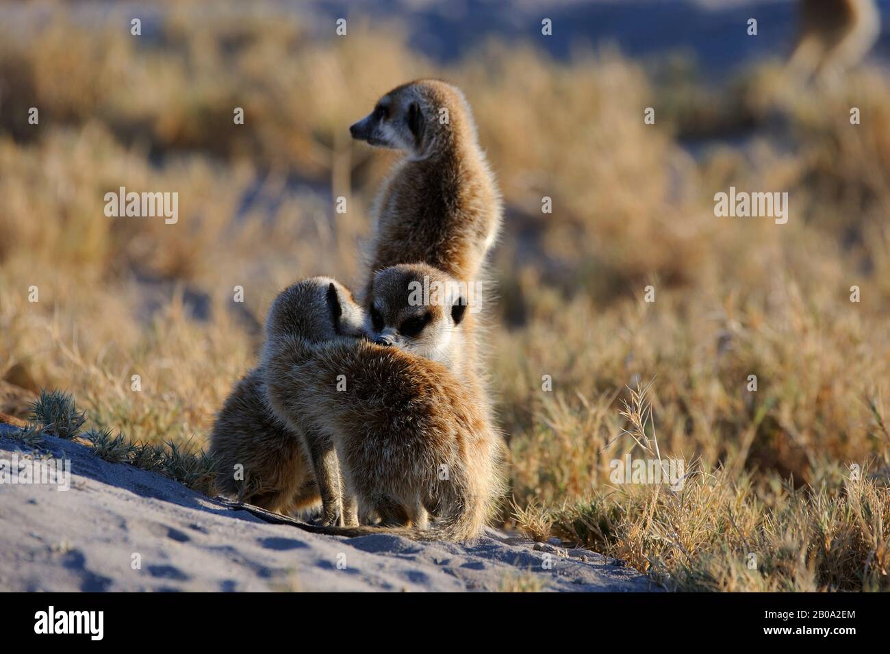 BOTSWANA, KALAHARI DESERT, MEERKATS PLAYING Stock Photo - Alamy