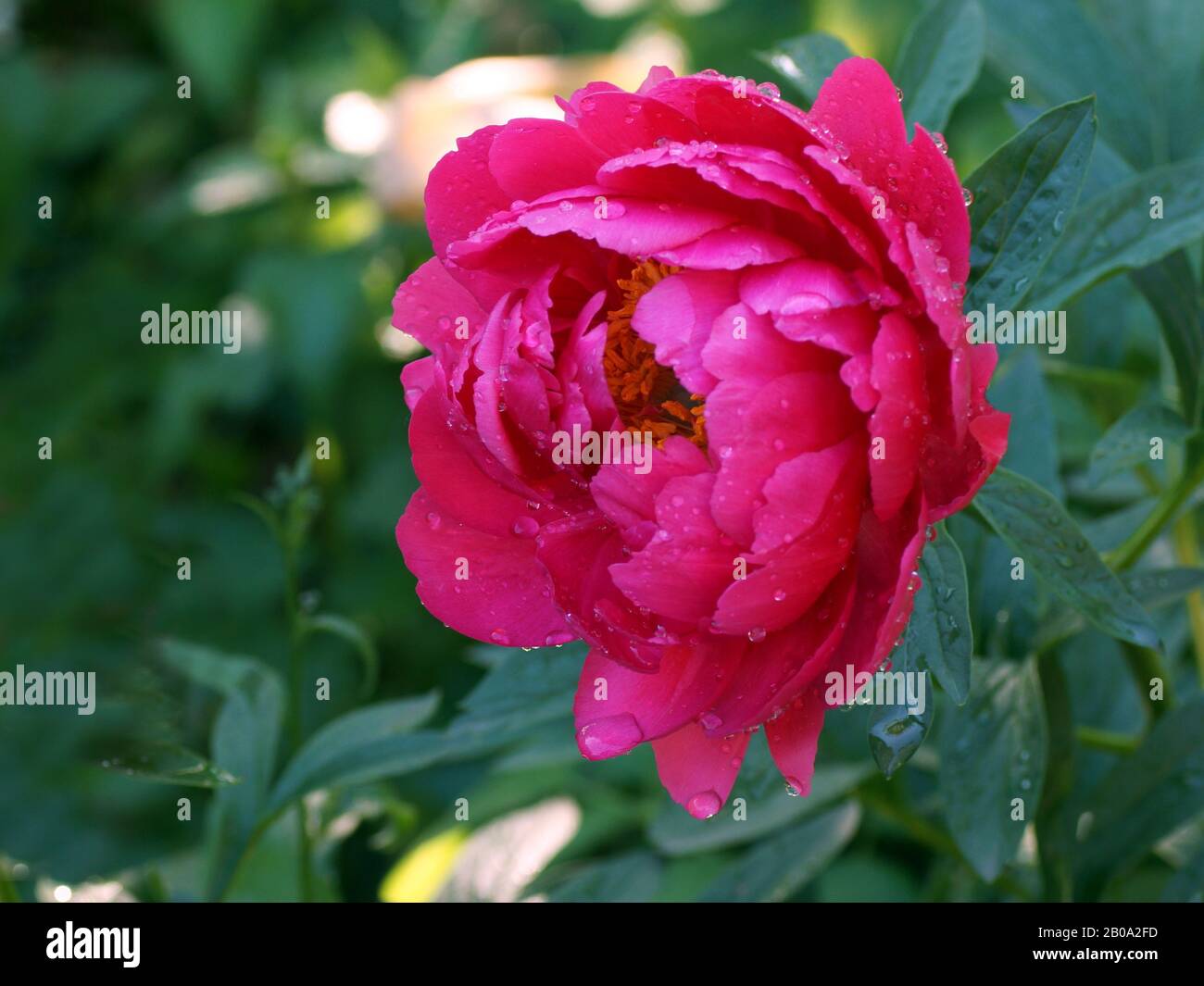 Peonies garden hi-res stock photography and images - Alamy