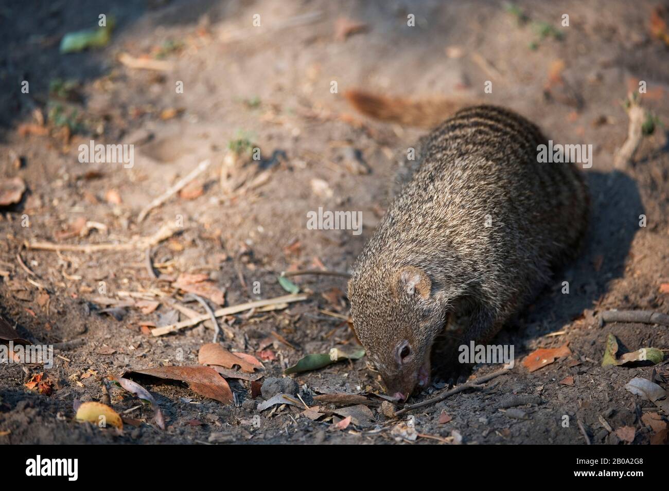 BOTSWANA, OKAVANGO DELTA, JAO, BANDED MONGOOSE (Mungos mungo Stock ...