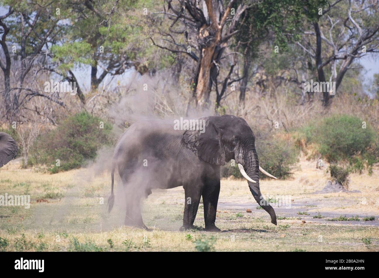 Dust elephant hi-res stock photography and images - Alamy
