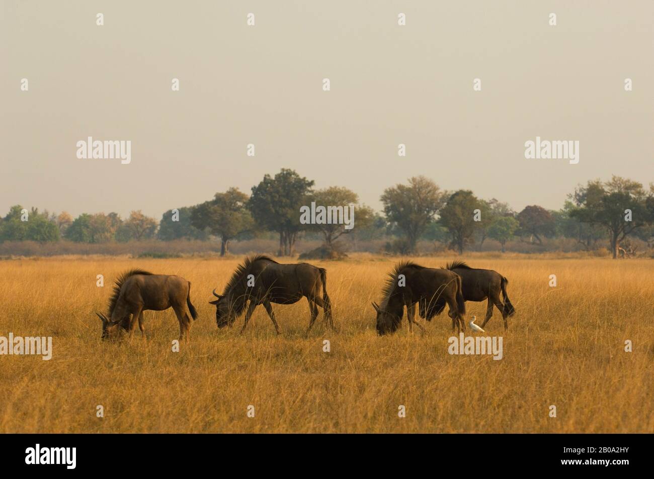 BOTSWANA, OKAVANGO INLAND DELTA, VUMBURA, BLUE WILDEBEEST (Connochaetes ...