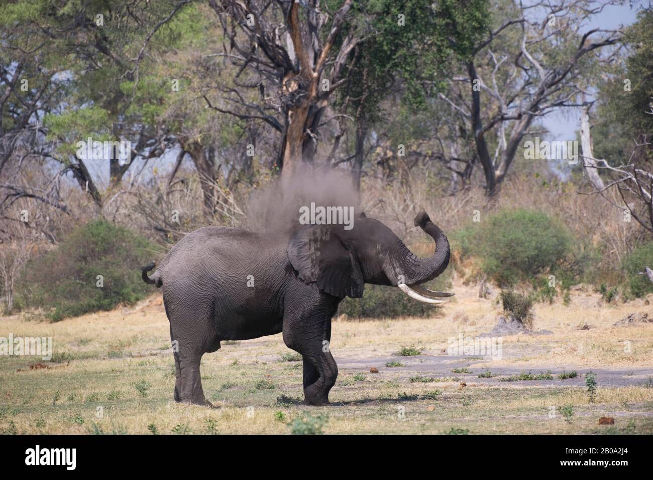 BOTSWANA, OKAVANGO INLAND DELTA, DUMA TAU, AFRICAN ELEPHANT (Loxodonta ...