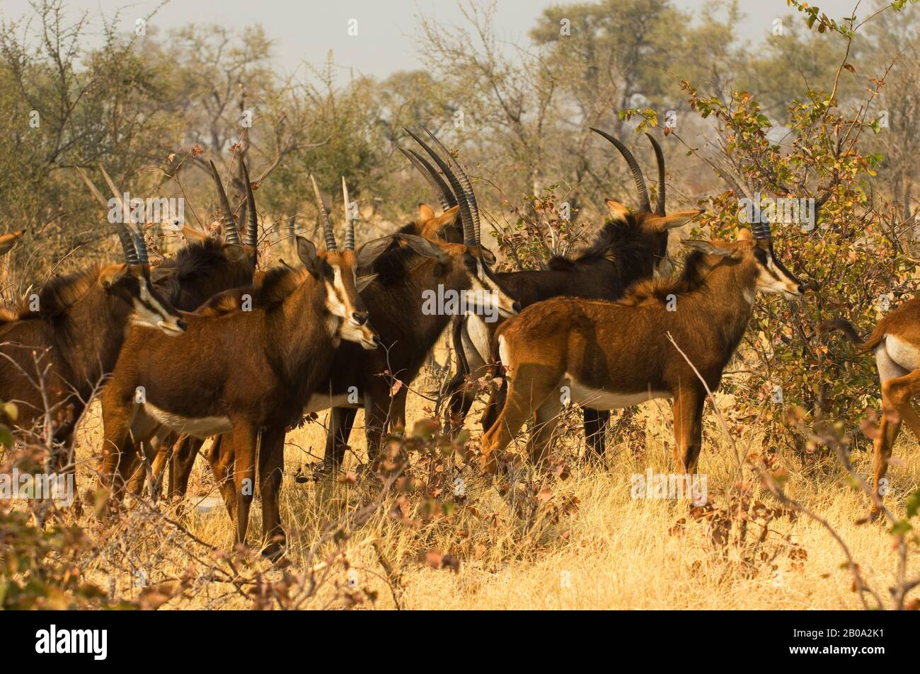 Niger Inland Delta High Resolution Stock Photography and Images - Alamy