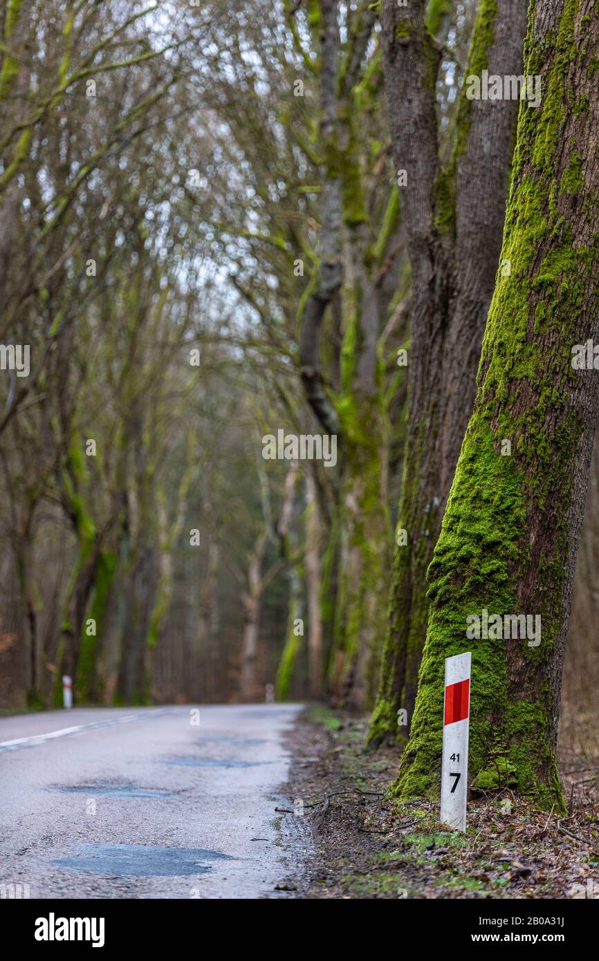 Asphalt road leading through the forest. Tall trees growing along the ...