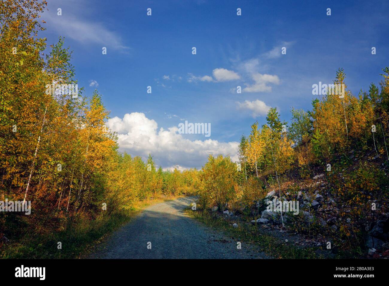 Tree trees forest river woodland ural hi-res stock photography and ...