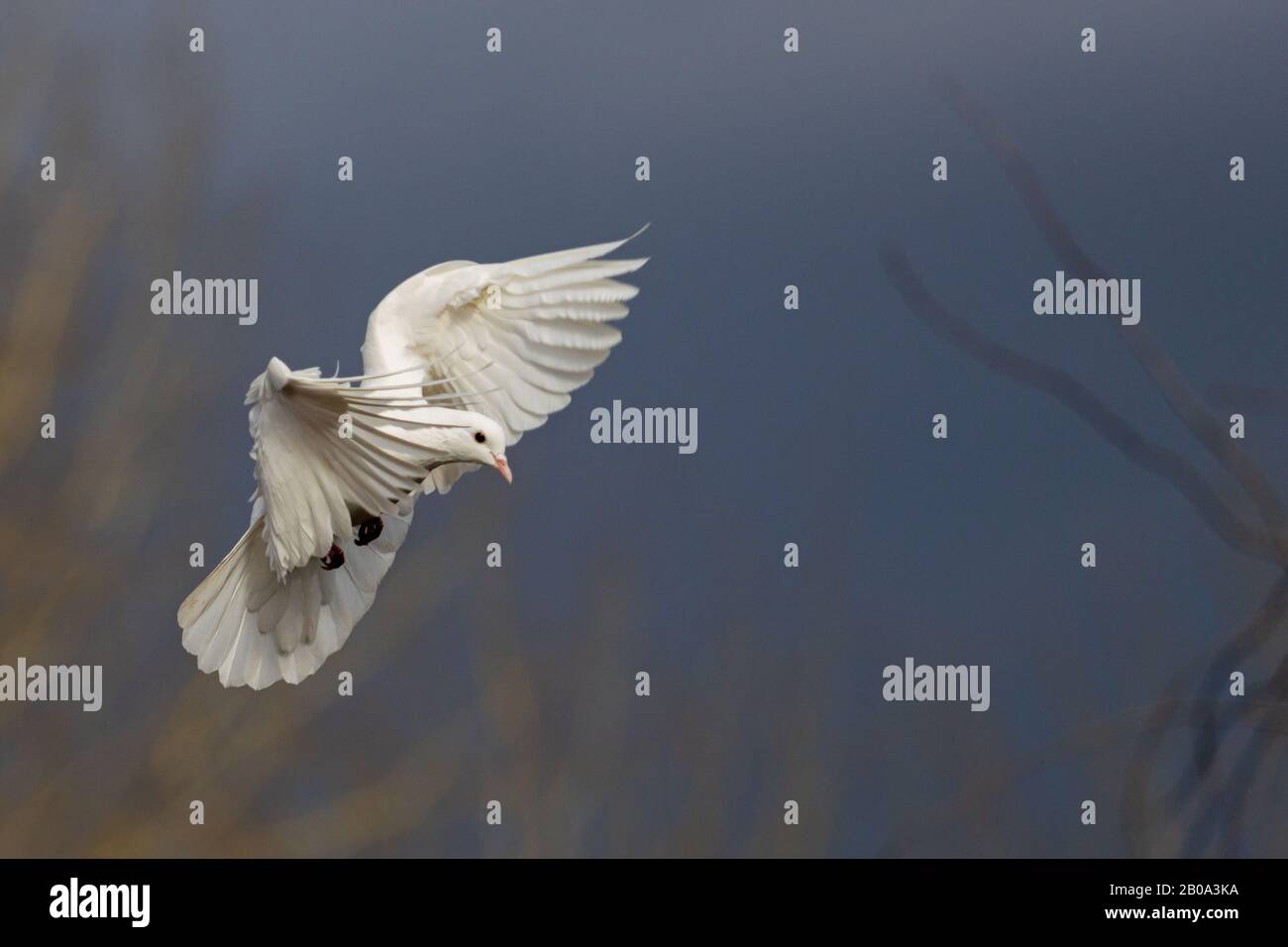 White dove wings outstretched flying hi-res stock photography and ...