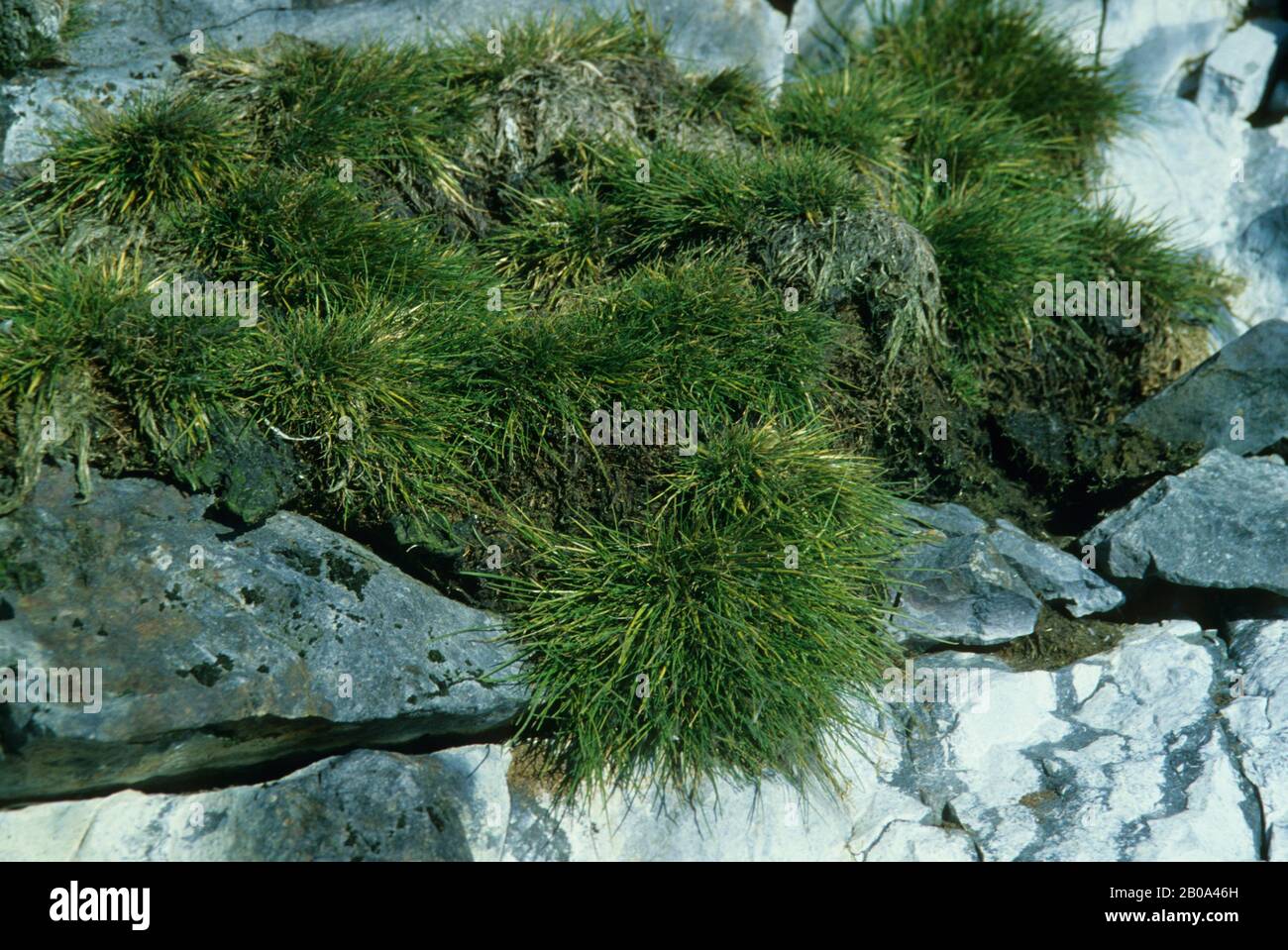 ANTARCTICA, SOUTH SHETLAND ISLANDS, KING GEORGE ISLAND, GRASS Stock ...
