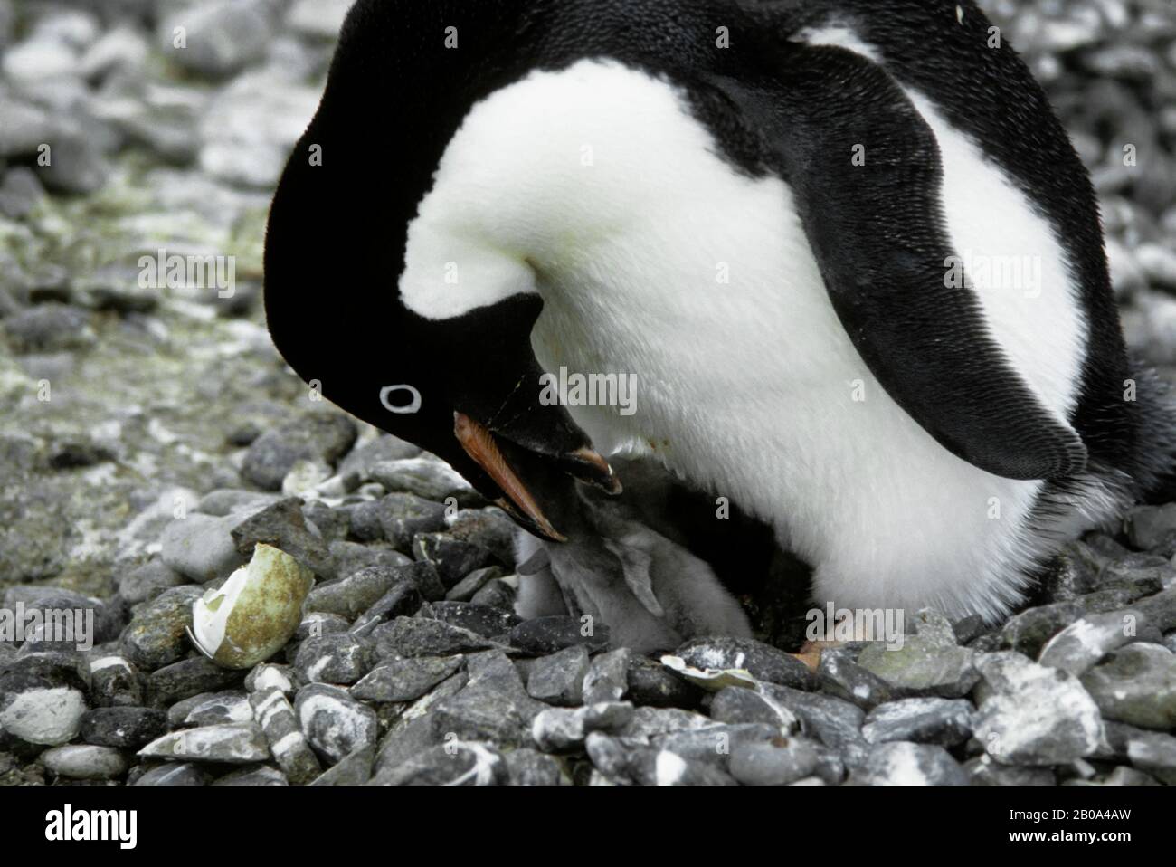 Antarctica penguin chick hatching hi-res stock photography and images ...