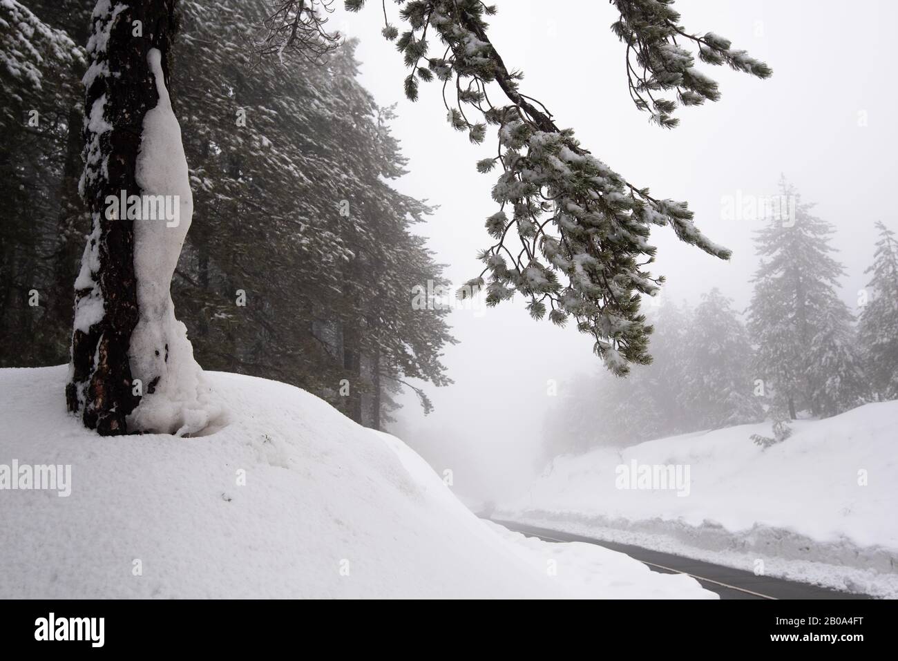 Winter forest landscape with mountain covered in snow and pine trees ...