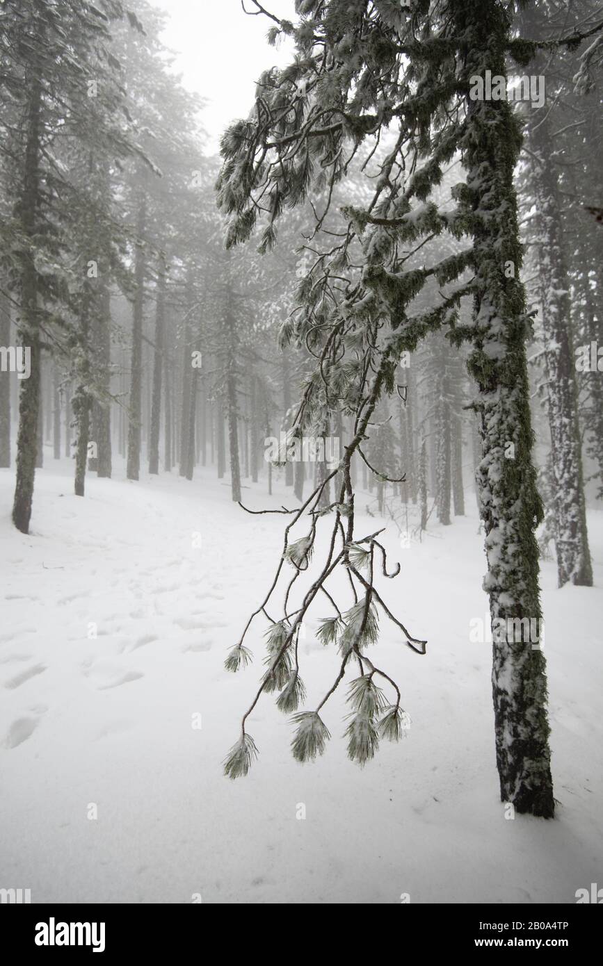 Winter forest landscape with mountain covered in snow and pine trees ...