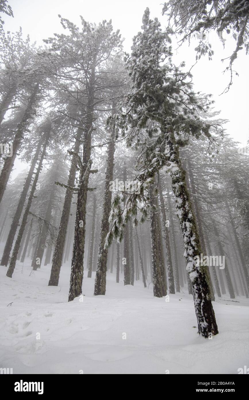 Winter forest landscape with mountain covered in snow and pine trees ...