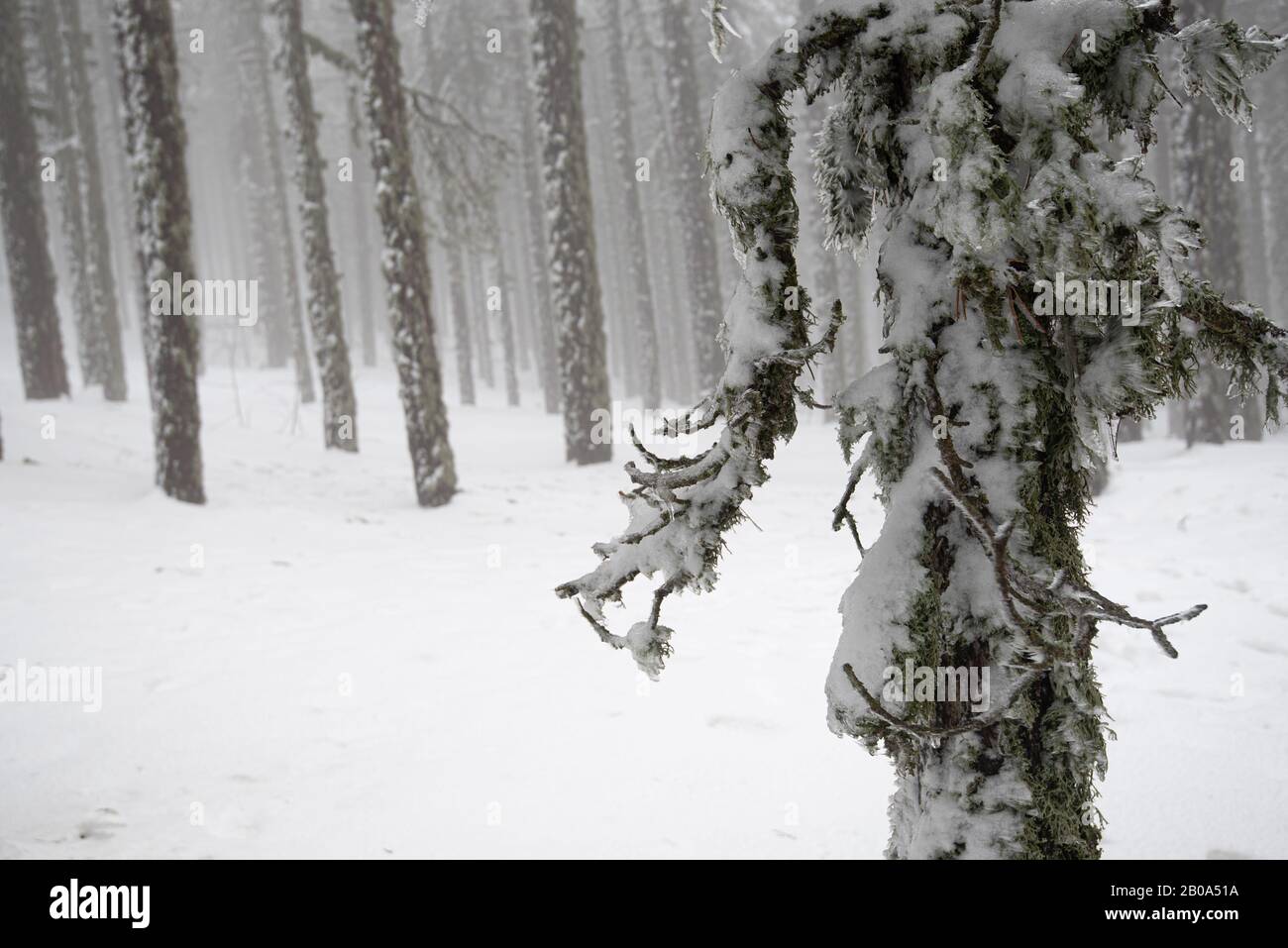 Winter forest landscape with mountain covered in snow and pine trees ...
