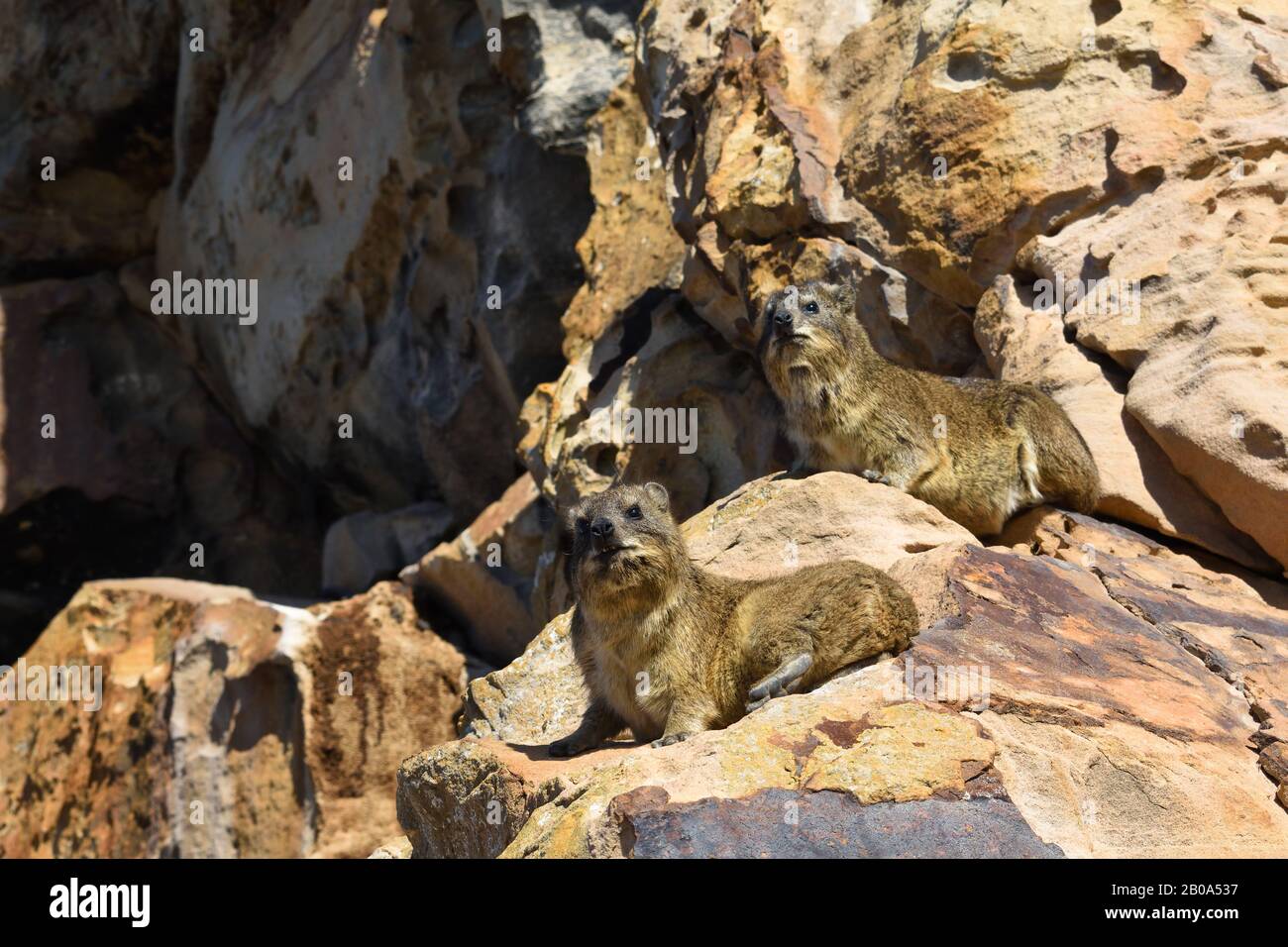 Couple animals hi-res stock photography and images - Alamy