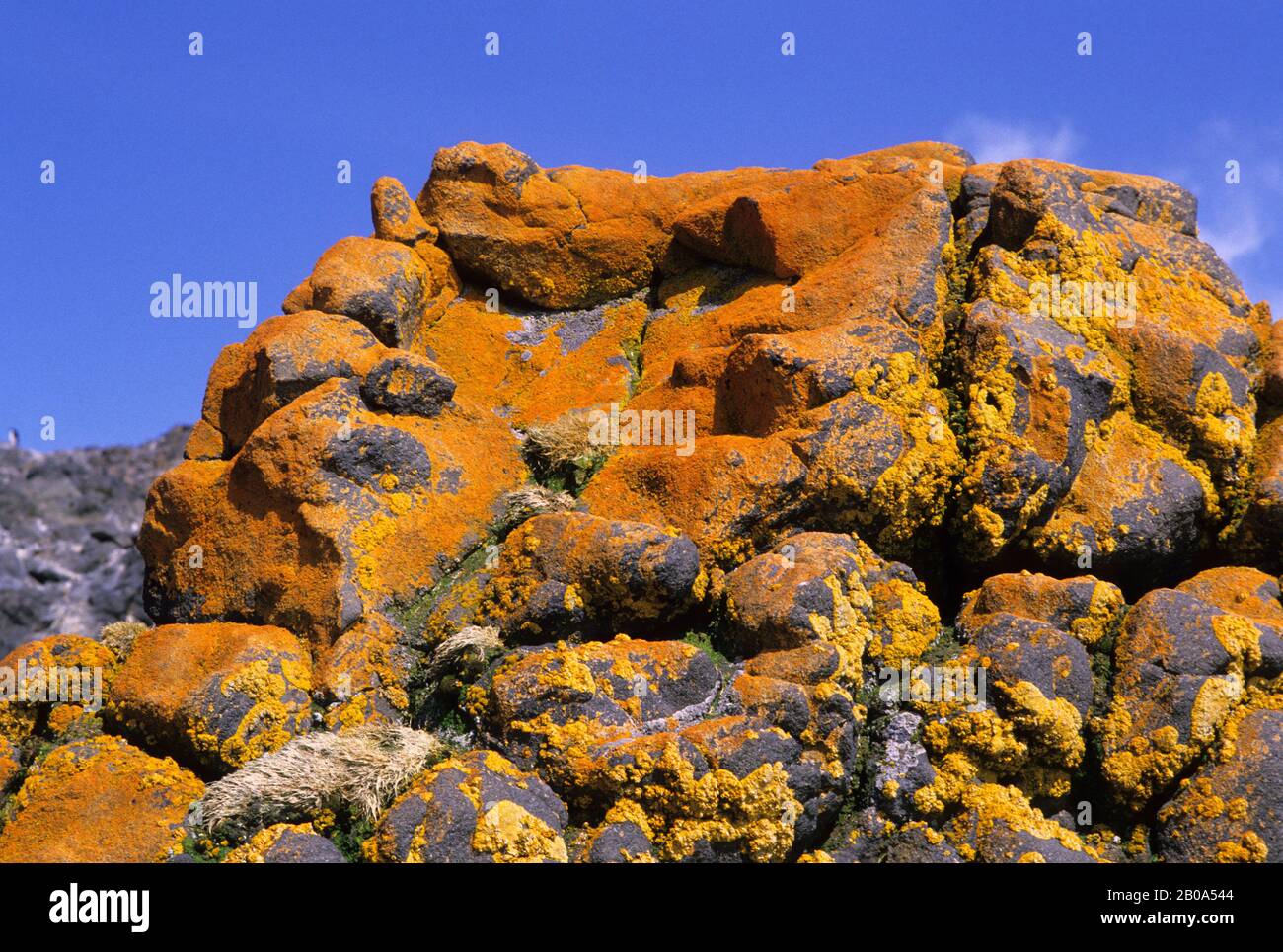 Lichens antarctica hi-res stock photography and images - Alamy