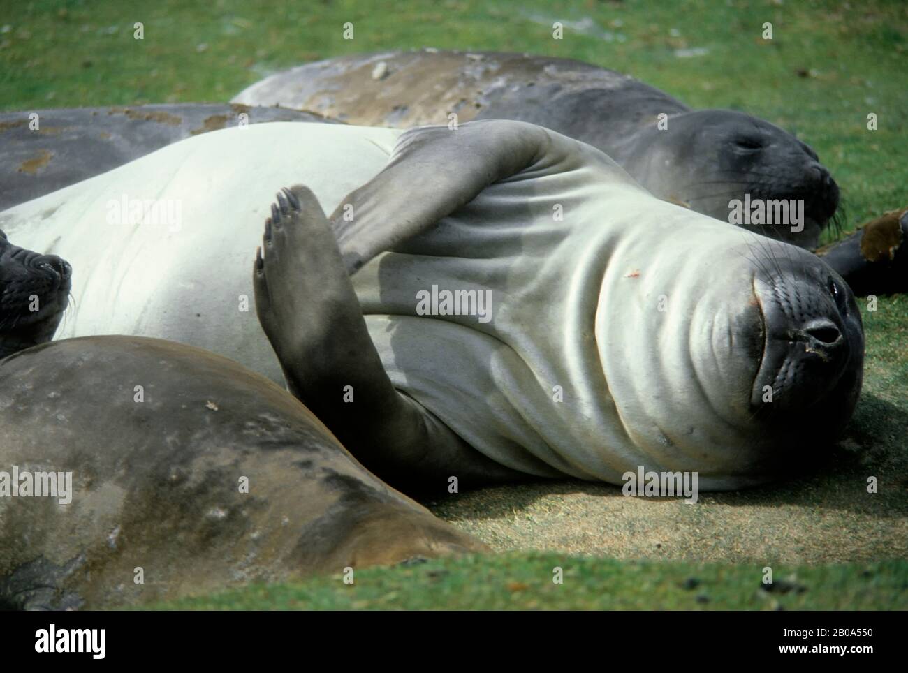 The falklands volunteer point hi-res stock photography and images - Alamy