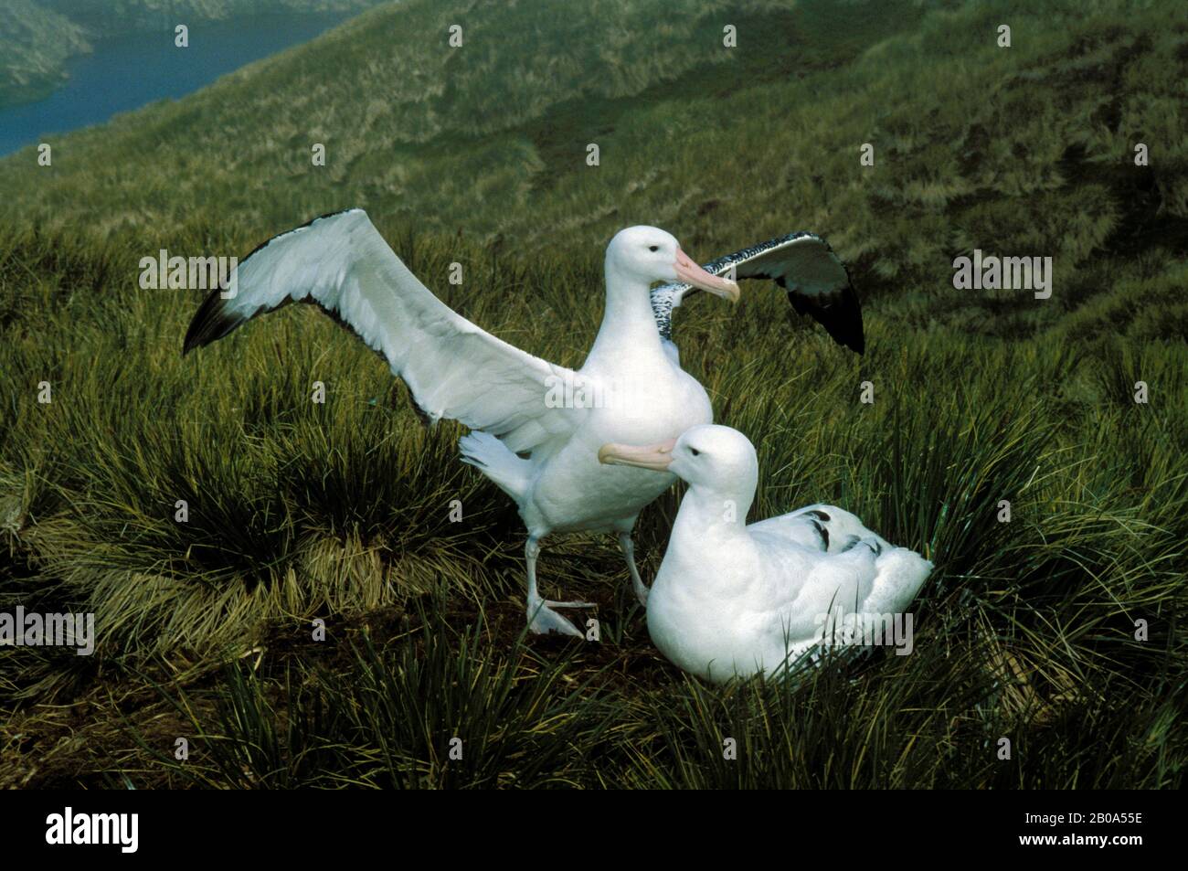 ANTARCTICA, SOUTH GEORGIA, WANDERING ALBATROSS PAIR AT NEST Stock Photo ...