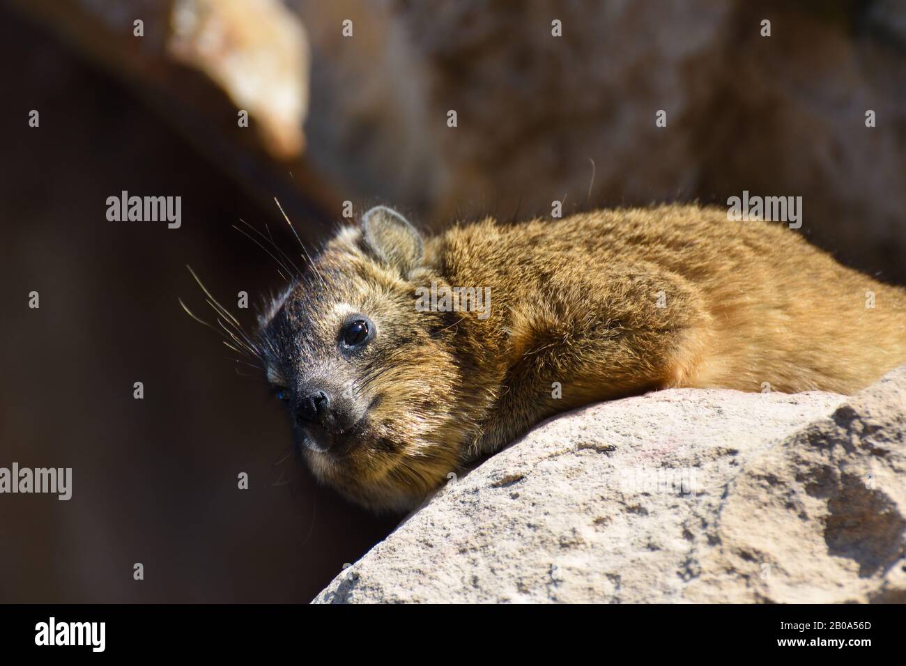 Rock Hyrax Relaxing On Sandstone (Procavia capensis Stock Photo - Alamy