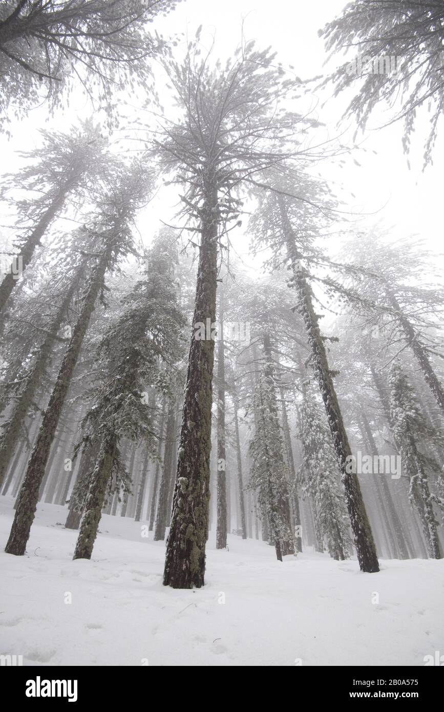 Winter forest landscape with mountain covered in snow and pine trees ...