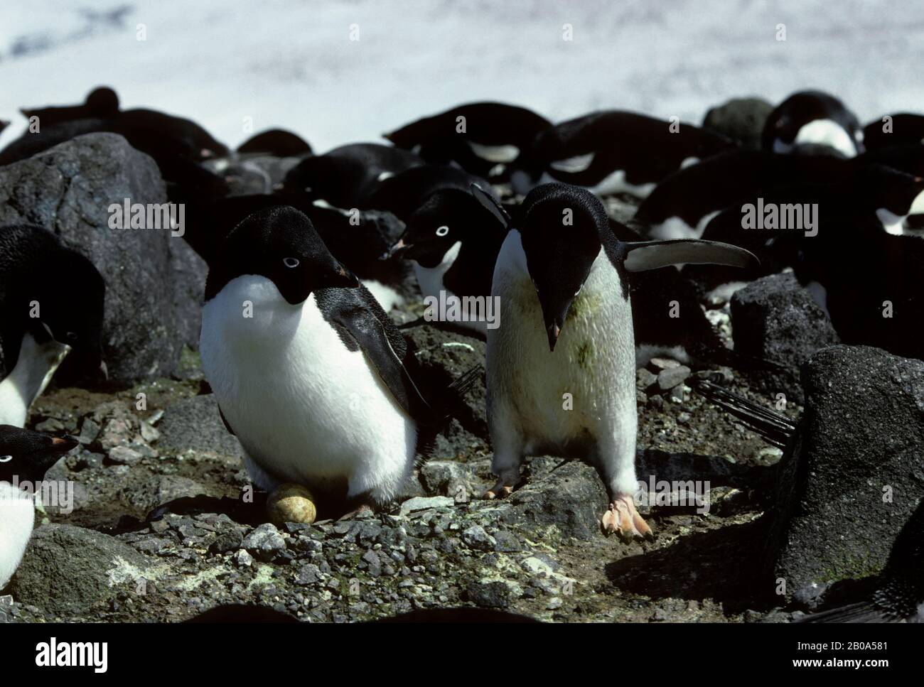 ANTARCTICA, KING GEORGE ISLAND, ADELIE PENGUINS, INCUBATION CHANGE ...