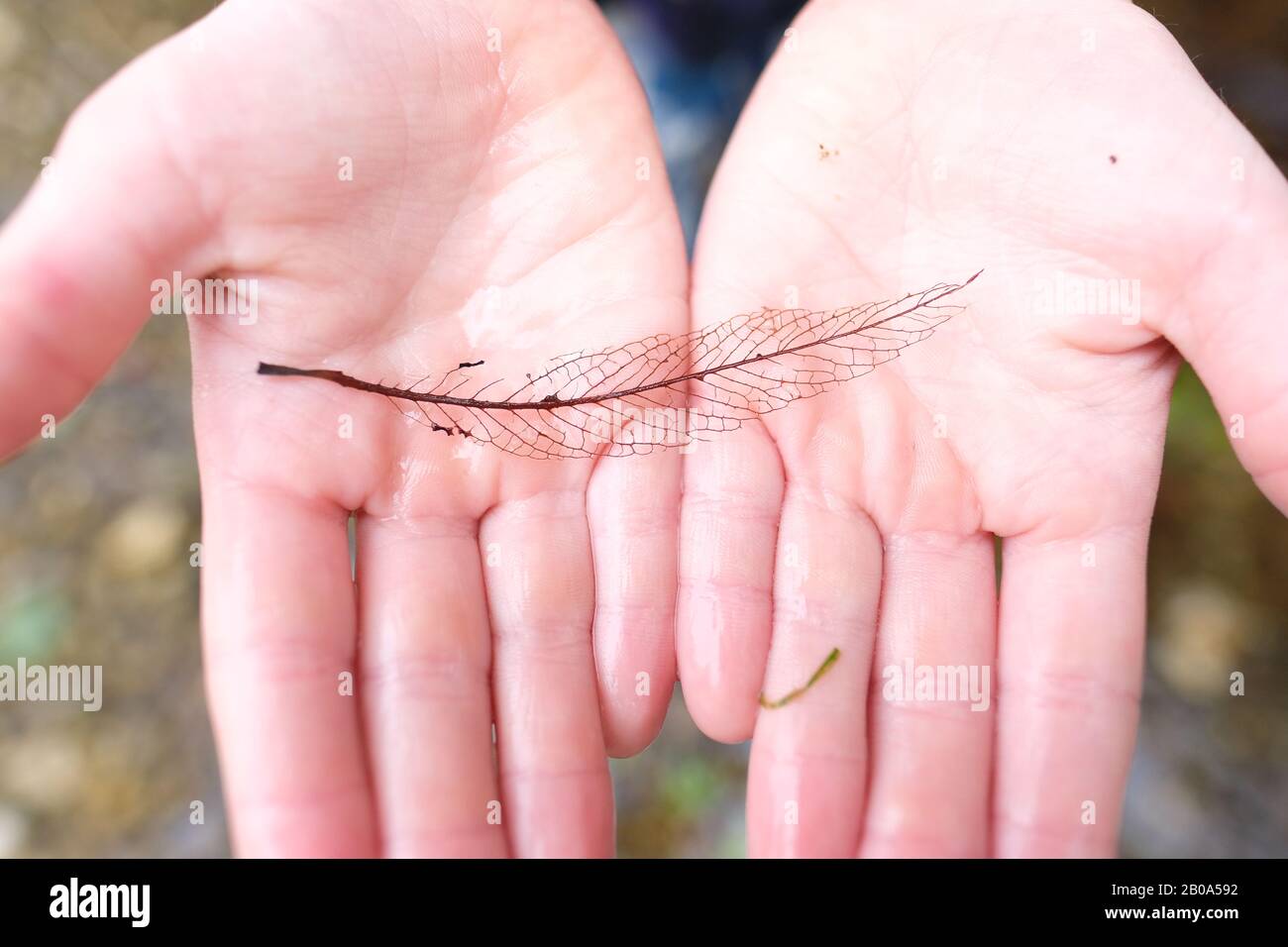 Skeletal leaf hi-res stock photography and images - Alamy