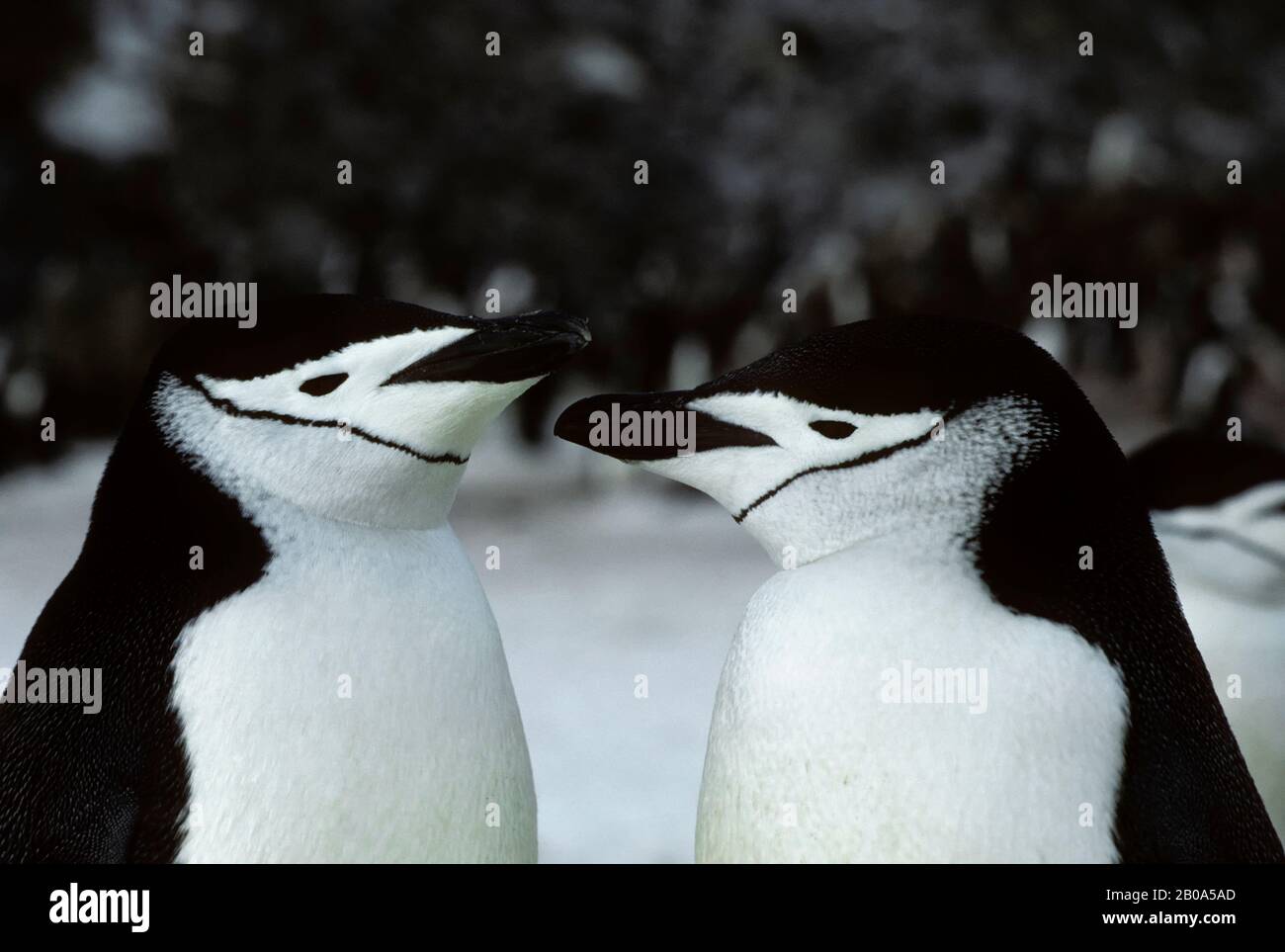 ANTARCTICA, NELSON ISLAND, CHINSTRAP PENGUIN PAIR, CLOSE-UP Stock Photo ...