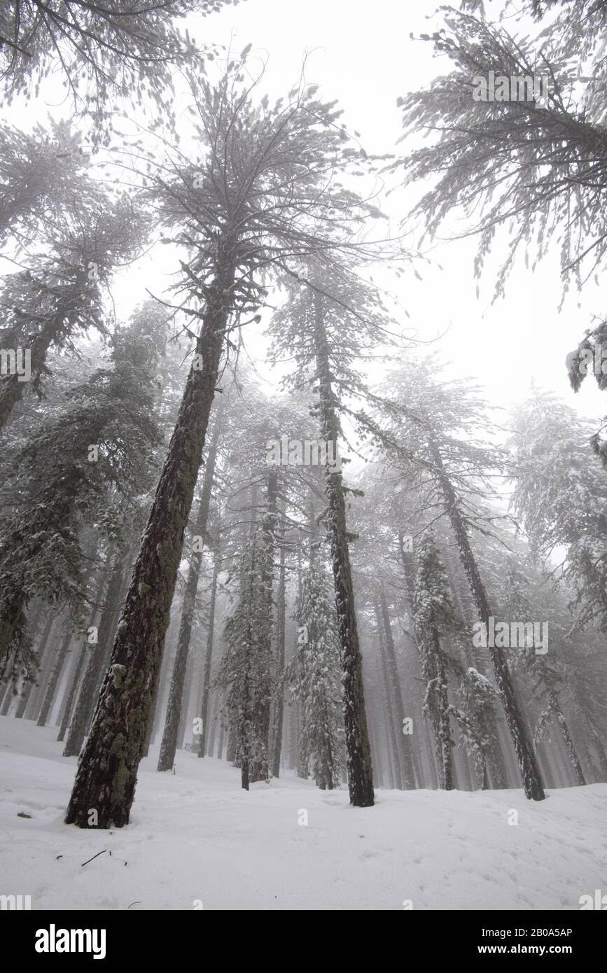 Winter forest landscape with mountain covered in snow and pine trees ...
