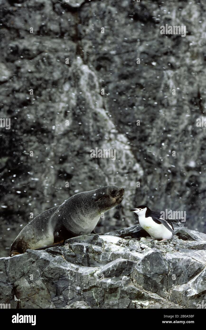 ANTARCTICA, NELSON ISLAND, SOUTHERN FUR SEAL AND CHINSTRAP PENGUIN ON ...