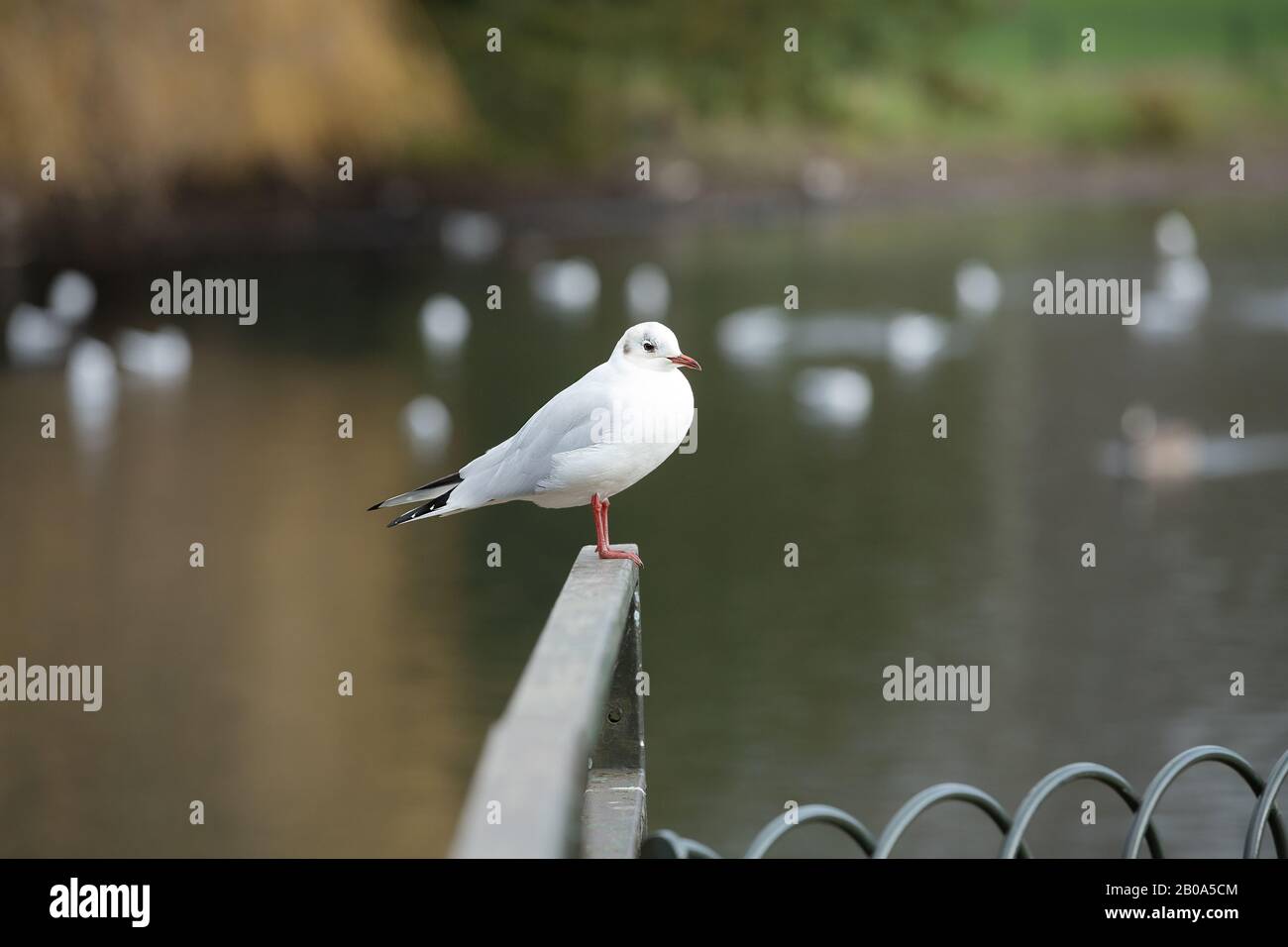 White Bird on a Bar taken at Wardown Park, Luton, UK Stock Photo - Alamy
