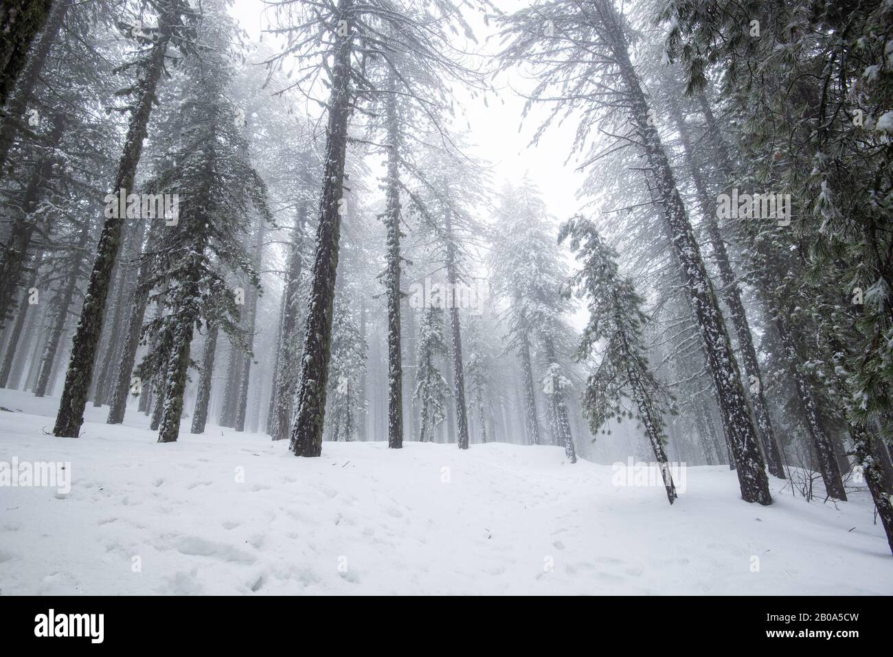 Winter forest landscape with mountain covered in snow and pine trees ...