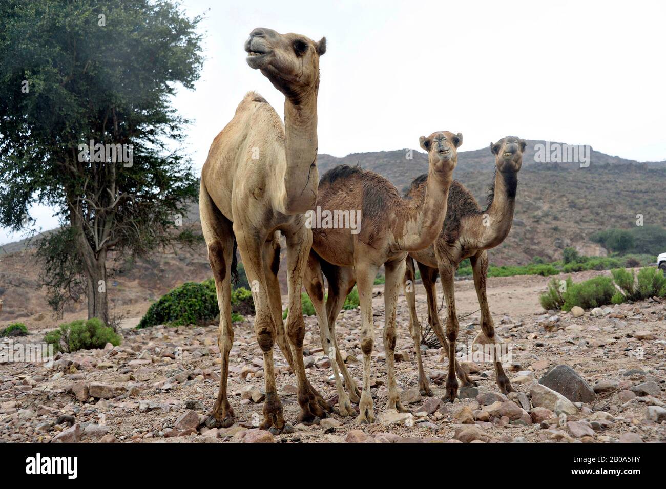 American army camels hi-res stock photography and images - Alamy