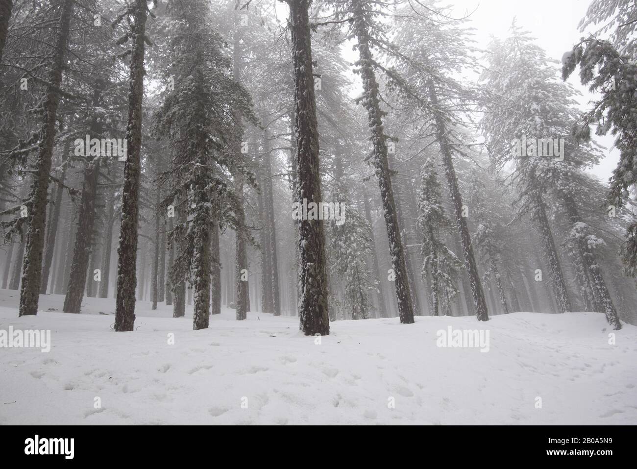 Winter forest landscape with mountain covered in snow and pine trees ...