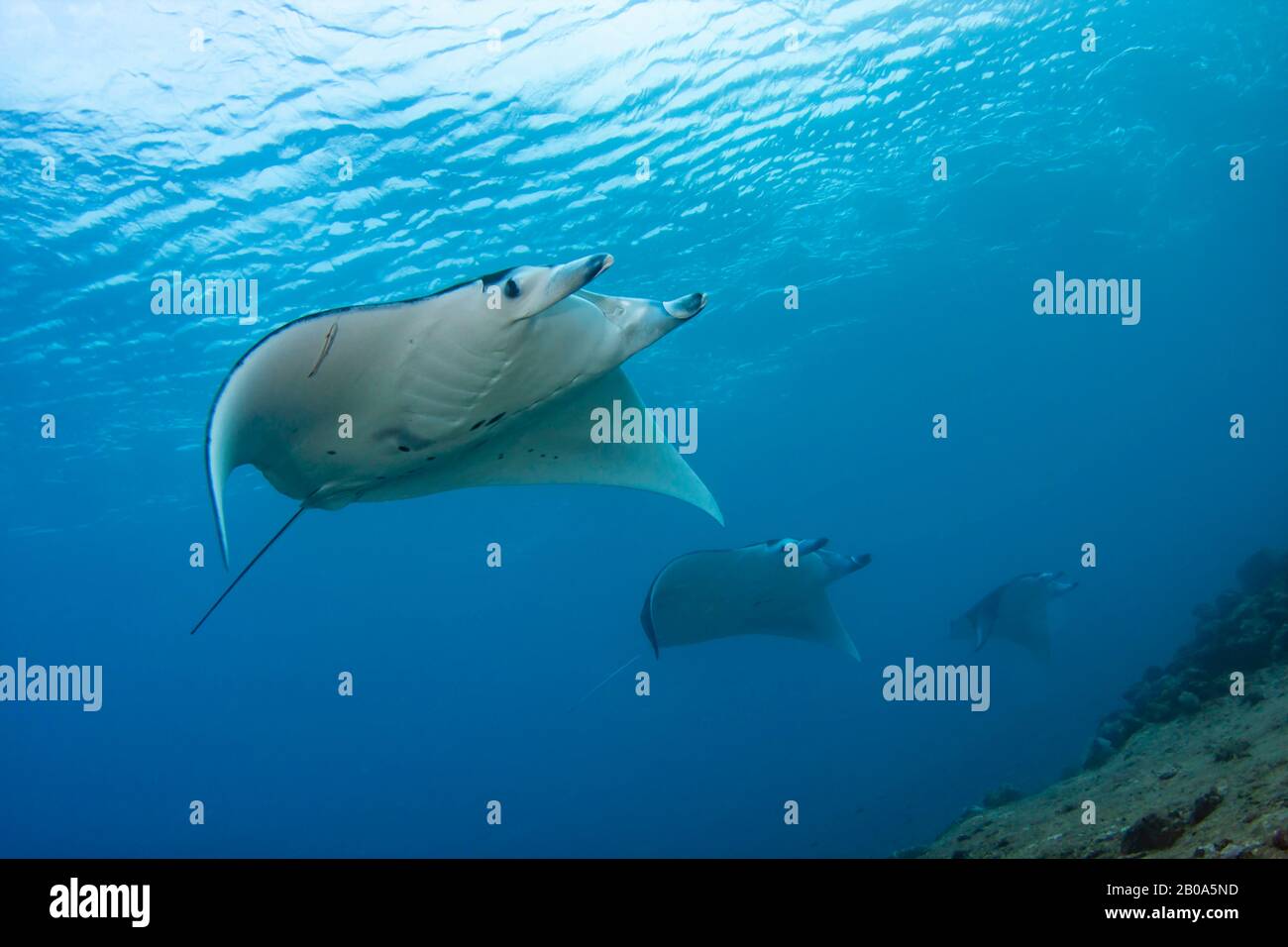 A trio of manta rays, Manta; alfredi, the lead with a small remora ...