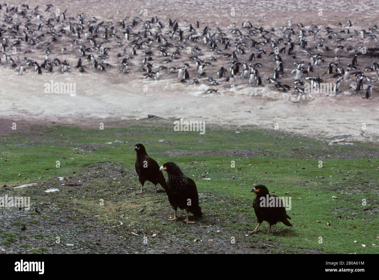 Johnny rooks hi-res stock photography and images - Alamy